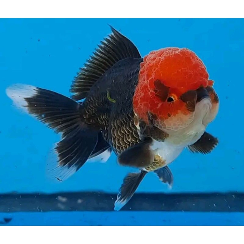 Jual koki oranda panda tancho size telur ayam | Shopee Indonesia