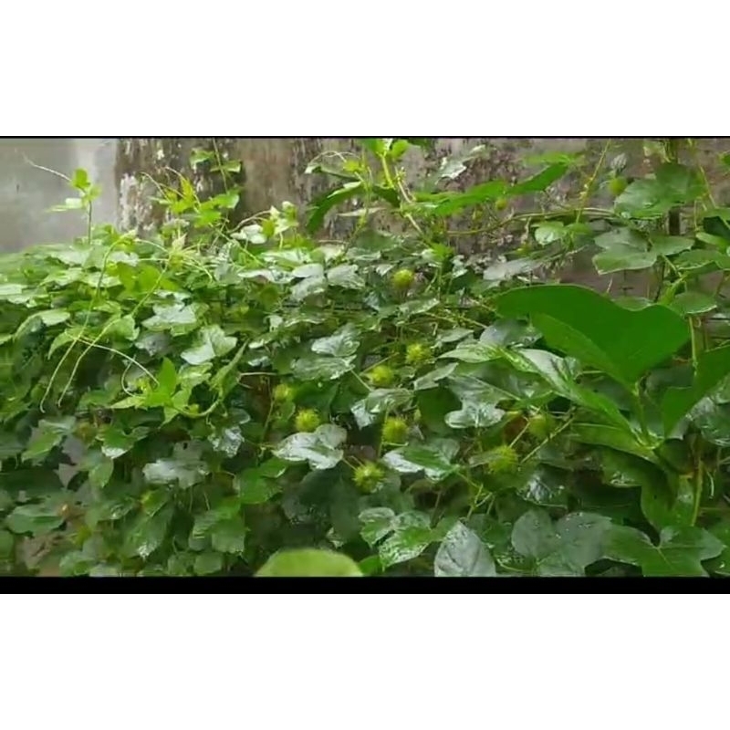 Jual Daun Rambusa Fresh 17 lembar | Shopee Indonesia