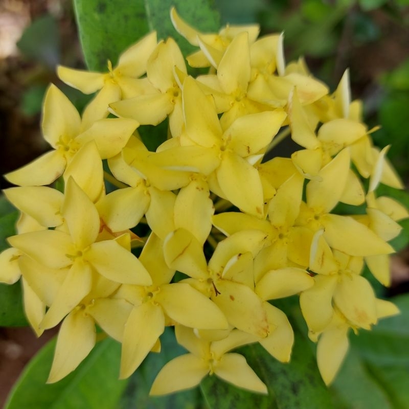 Jual ASOKA KUNING | Shopee Indonesia