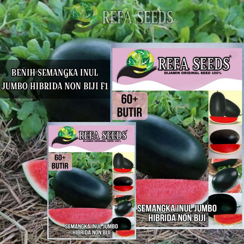 Jual REFA (60 Butir) Benih Semangka Inul Jumbo Hibrida Non Biji F1 ... Jual REFA (60 Butir) Benih Semangka Inul Jumbo Hibrida Non Biji F1 ...