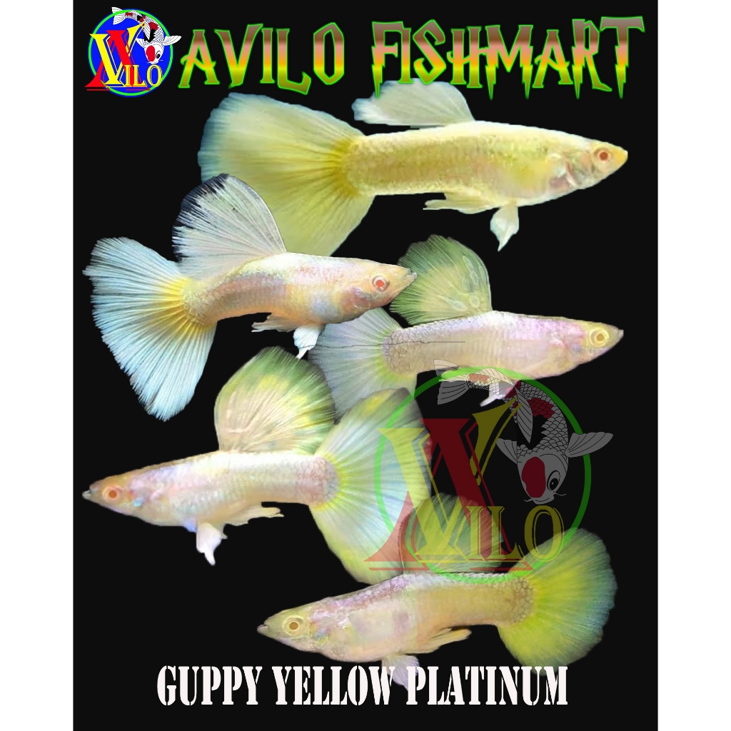 Jual ikan hias aquascape gupi guppy fish yellow platinum kuning putih jantan | Shopee Indonesia