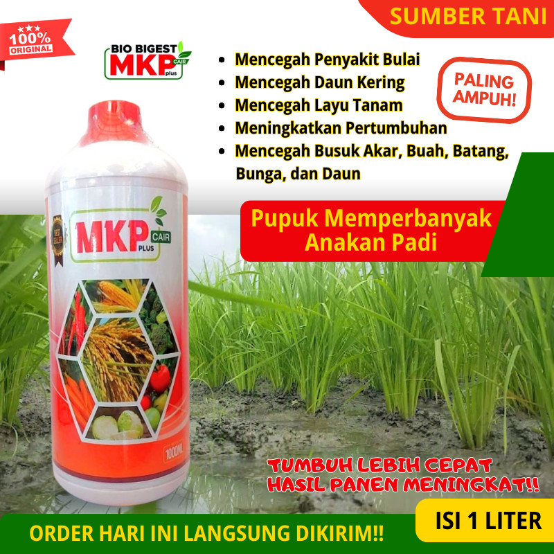 Jual Pupuk Cair untuk Memperbanyak Anakan Padi BIOGEST MKP MURAH LARIS Terbaik 2024 | Shopee ...