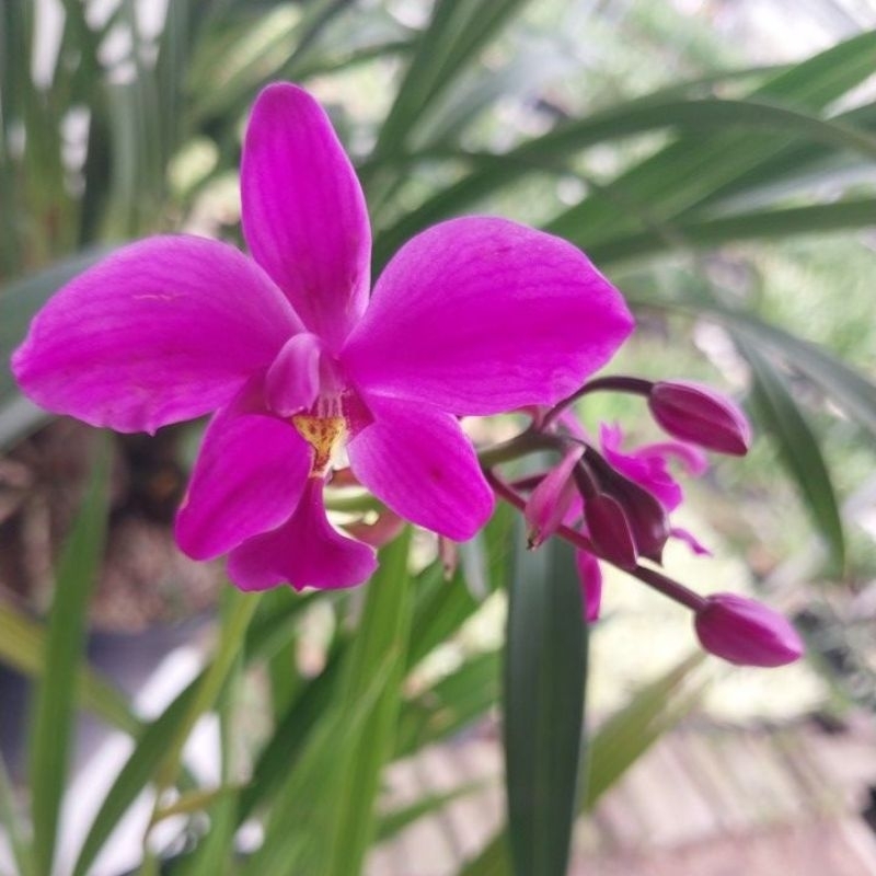 Jual Anggrek Spatoglotis Bunga Ungu Kecil | Shopee Indonesia
