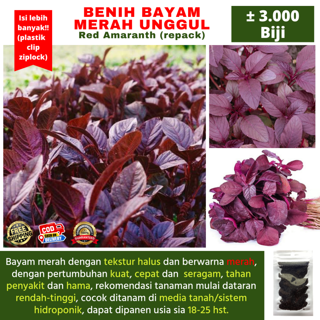 Jual (COD) Benih Bayam Merah Unggul RED AMARANTH +-3.000 biji Kemasan ...