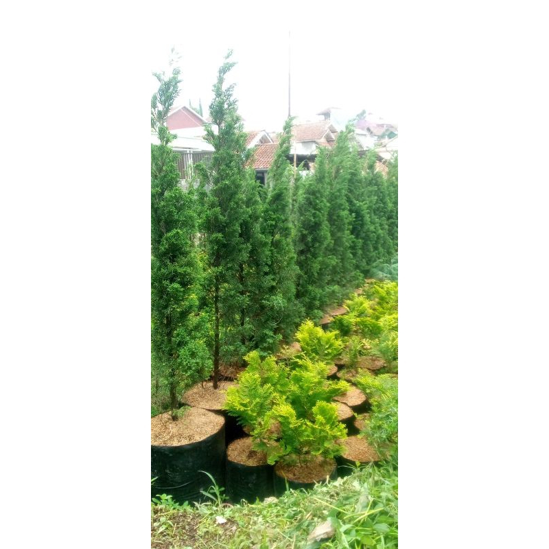 Jual Tanaman hias Pohon Cemara pua pua,T115cm Cupressus papuanus ...