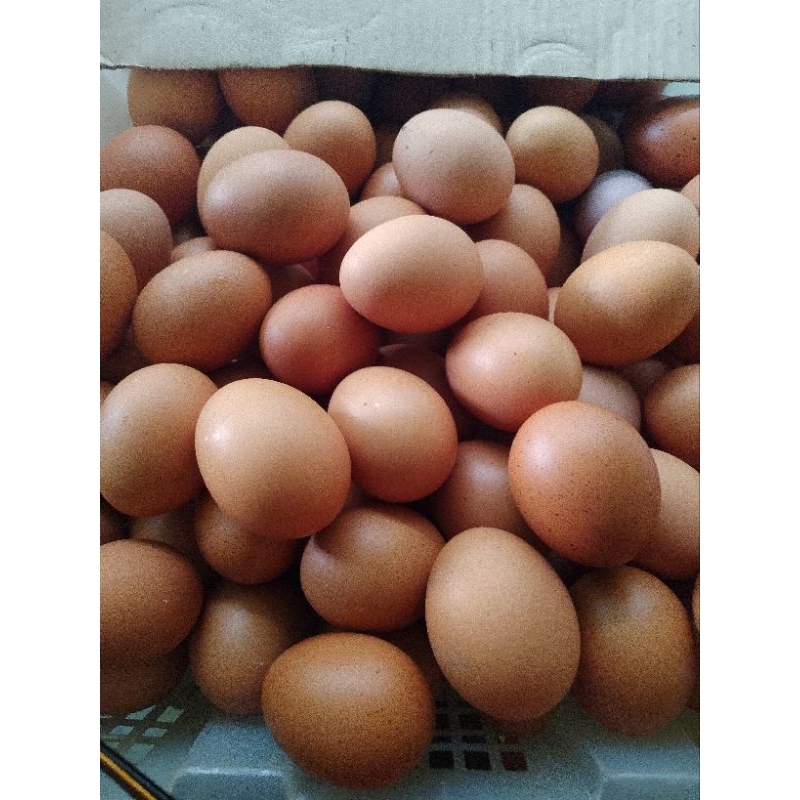 Jual Paket Fresh Telur Ayam Negeri 10kg | Shopee Indonesia