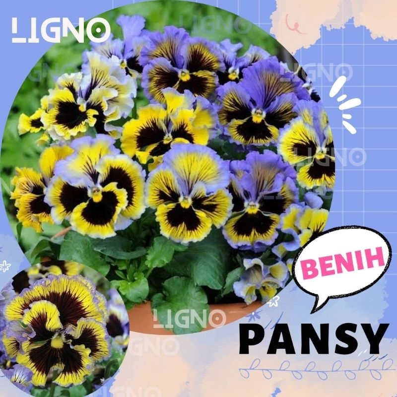 Jual Benih PANSY FROU (isi-3) - Biji Bunga Viola | Shopee Indonesia