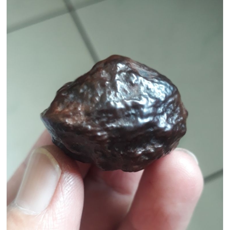 Jual Kemiri Adu Muncang Adu Setum JR Matang | Shopee Indonesia