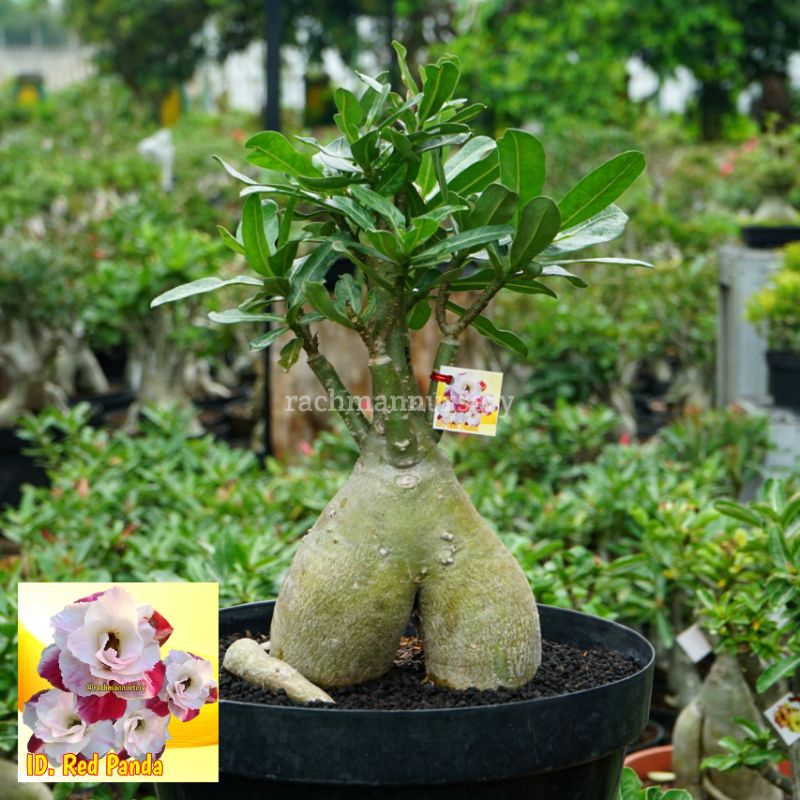 Jual Adenium Bunga Tumpuk | Shopee Indonesia