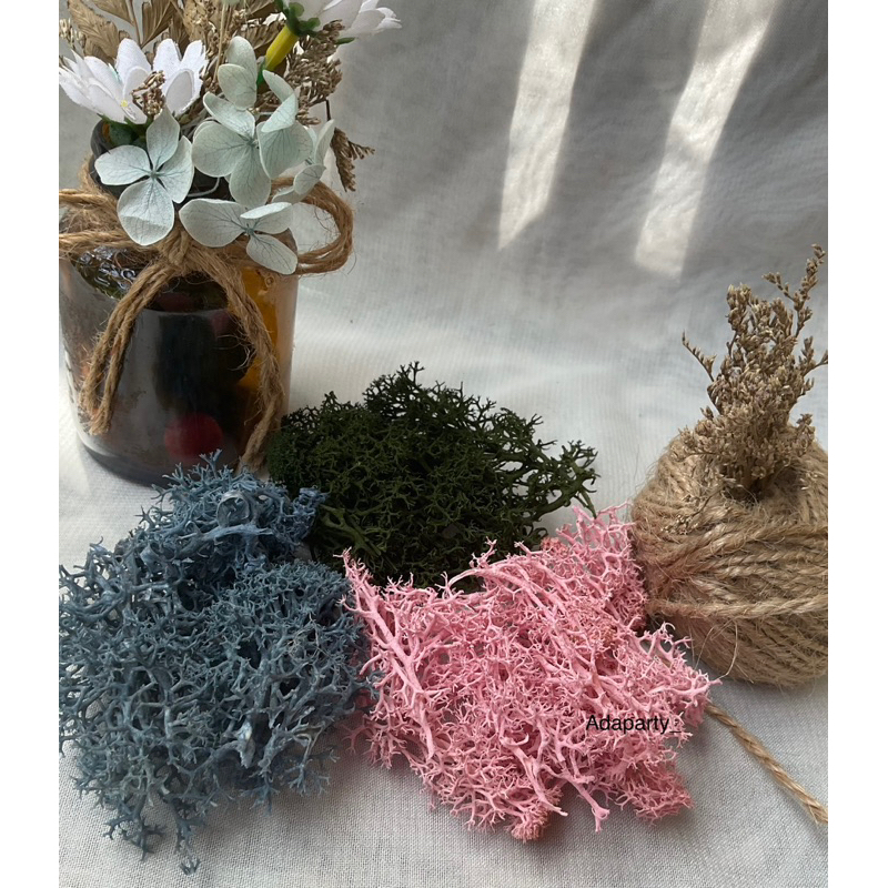 Jual Preserved Moss / Nordic Moss / Dried Flower Awetan / Bunga Kering ...