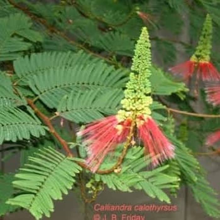 Jual Daun Kaliandra Merah Segar 1 kg | Shopee Indonesia