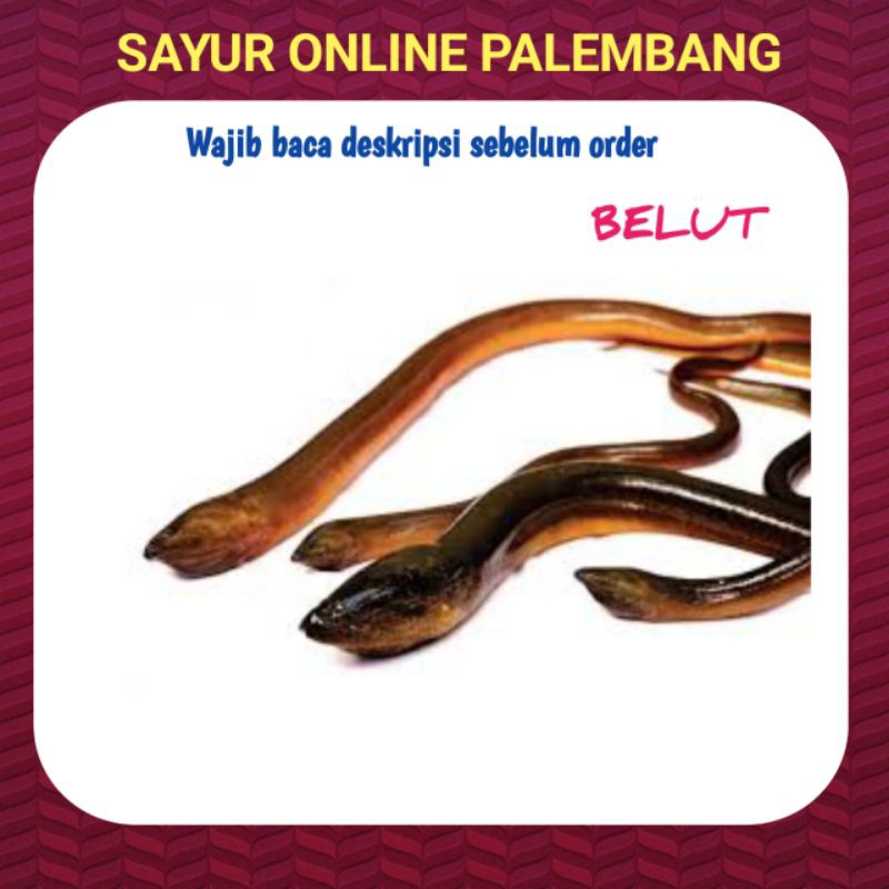 Jual Ikan Belut Segar 1kg - Sayur Segar Palembang | Shopee Indonesia