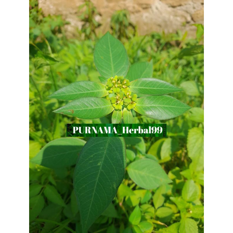 Jual Daun Kate mas suntuk bentul katroli segar atau daun sena herbal ...