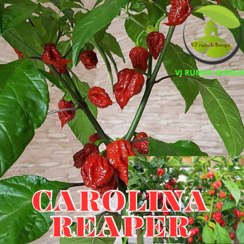 Jual 5 Butir - Benih Cabai carolina reaper cabe carolin terpedas ...