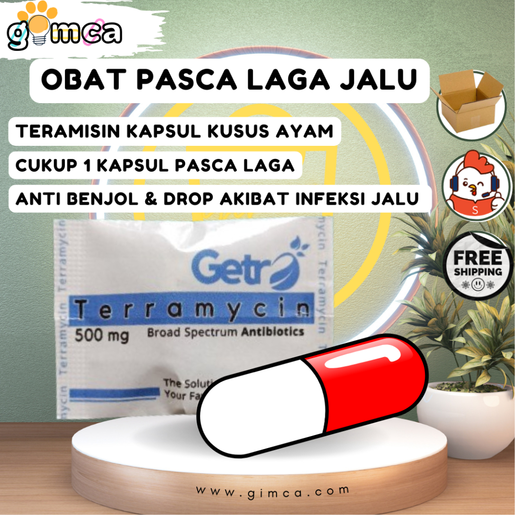 Jual obat ayam tarung jalu Terramycin kapsul gimca | Shopee Indonesia