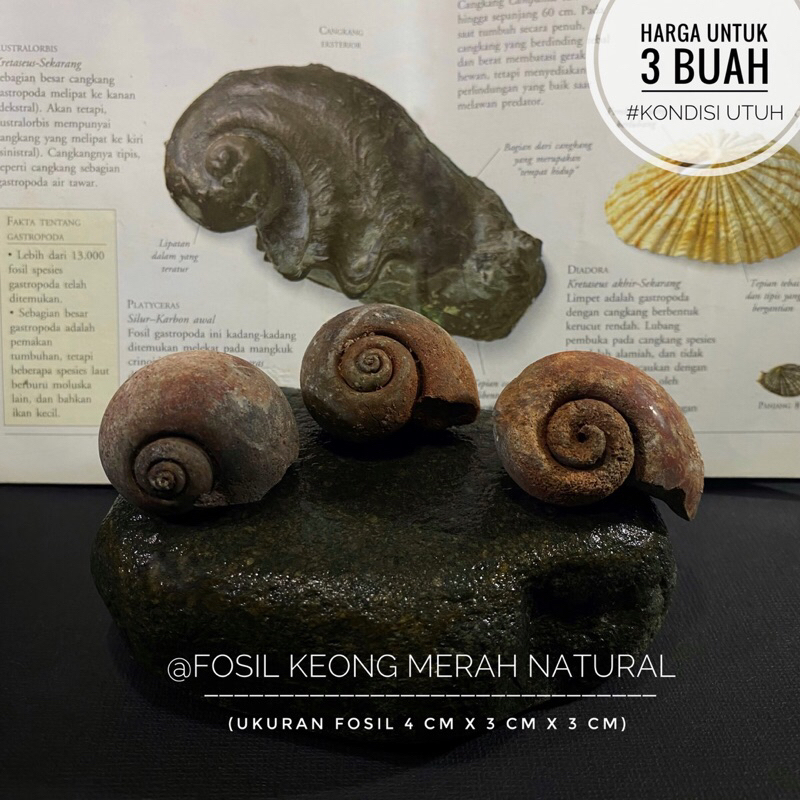 Jual Fosil Keong Purba Natural A36 atau Fosil Kerang Merah atau Fossil ...