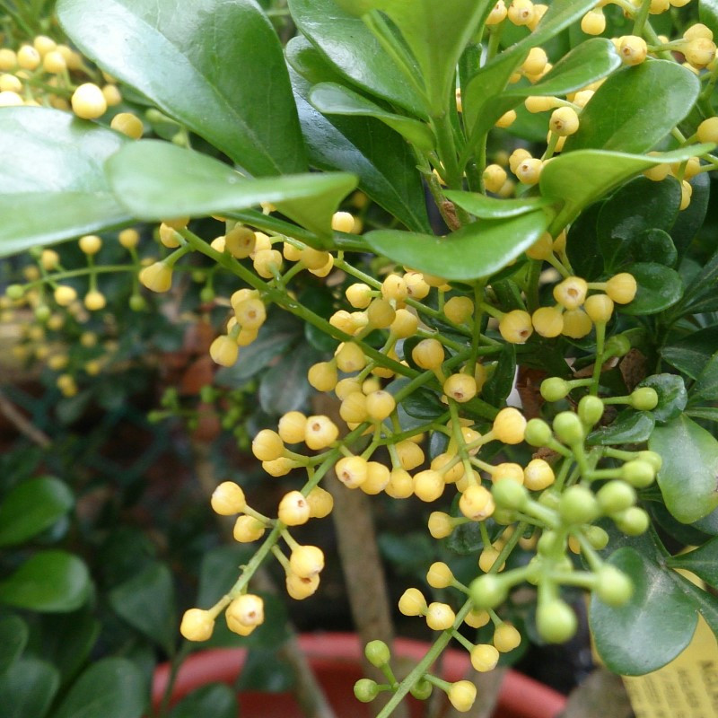 Jual Tanaman Chinese Perfume Tree | Shopee Indonesia