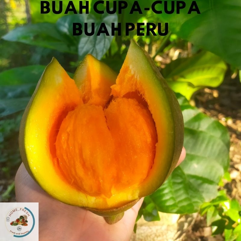 Jual Buah Peru Sapote Cupa Cupa Peruvian Sapote | Shopee Indonesia