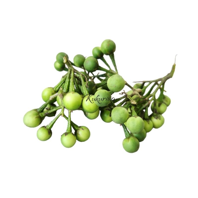 Jual KUKURING Takokak Tekokak Cepokak Terung Terong Pipit Solanum ...