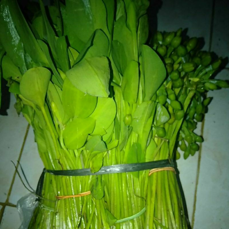 Jual SAYUR GENJER per ikat | Shopee Indonesia