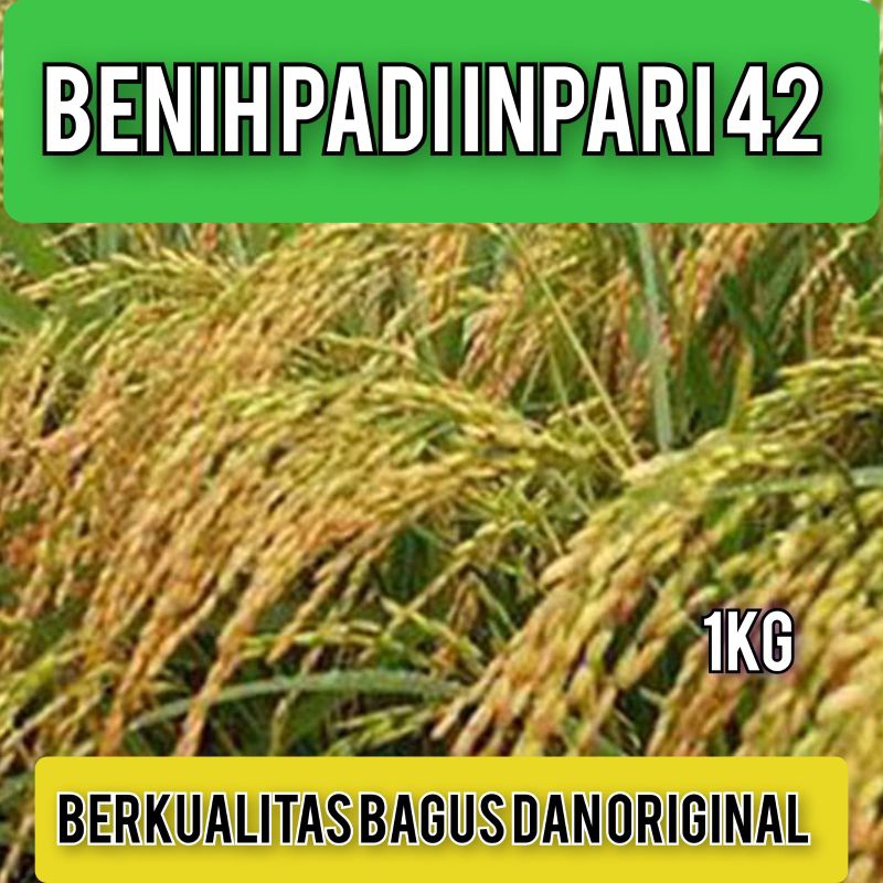 Jual BIBIT PADI INPARI 42 BERKUALITAS KEMASAN 1KG | Shopee Indonesia