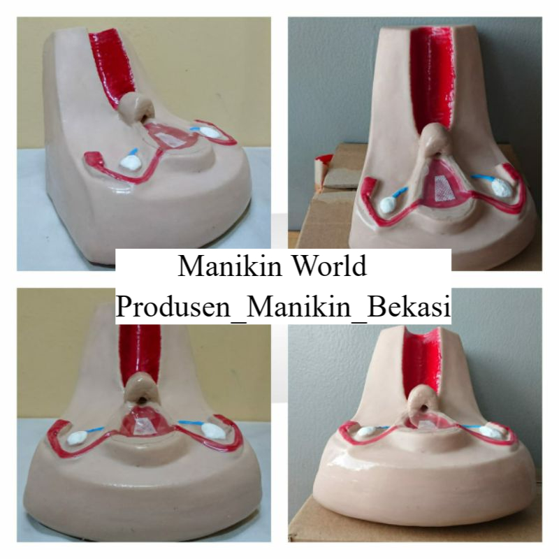 Jual UTERUS / RAHIM / ORGAN REPRODUKSI WANITA / ALAT PERAGA / PHANTOM ...