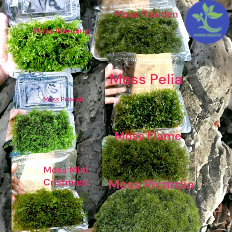 Jual Moss Flame Moss Weeping MOS Peacok Moss Fissiden Moss Mini ...