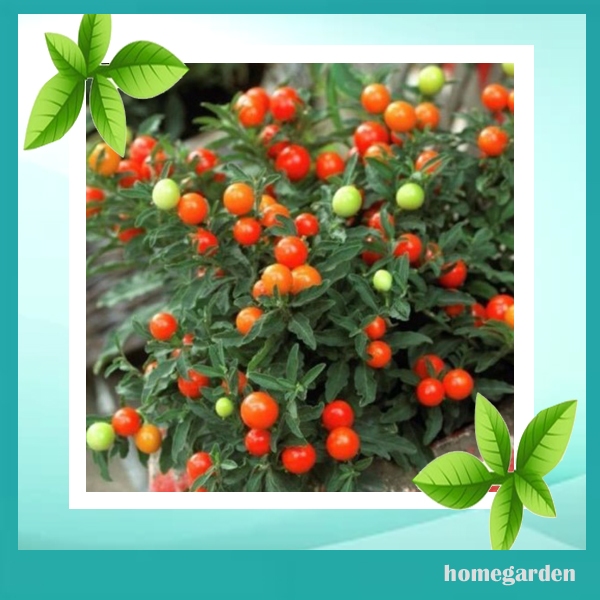 Jual Homegarden Benih Cabe Hias Bulat Cabe Krismil Super Pedas Bibit ...