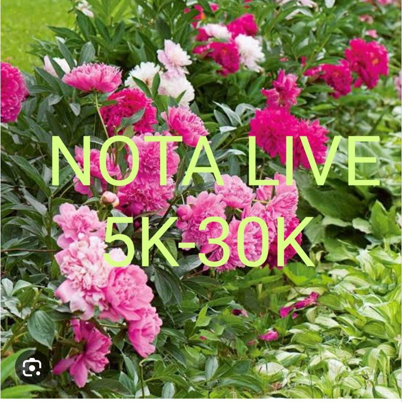 Jual Bunga untuk nota live 5k-30k | Shopee Indonesia