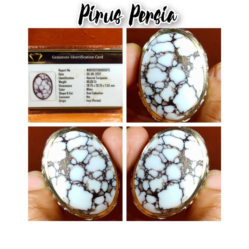 Jual PIRUS PUTIH PERSIA CEPLOK KURO | Shopee Indonesia