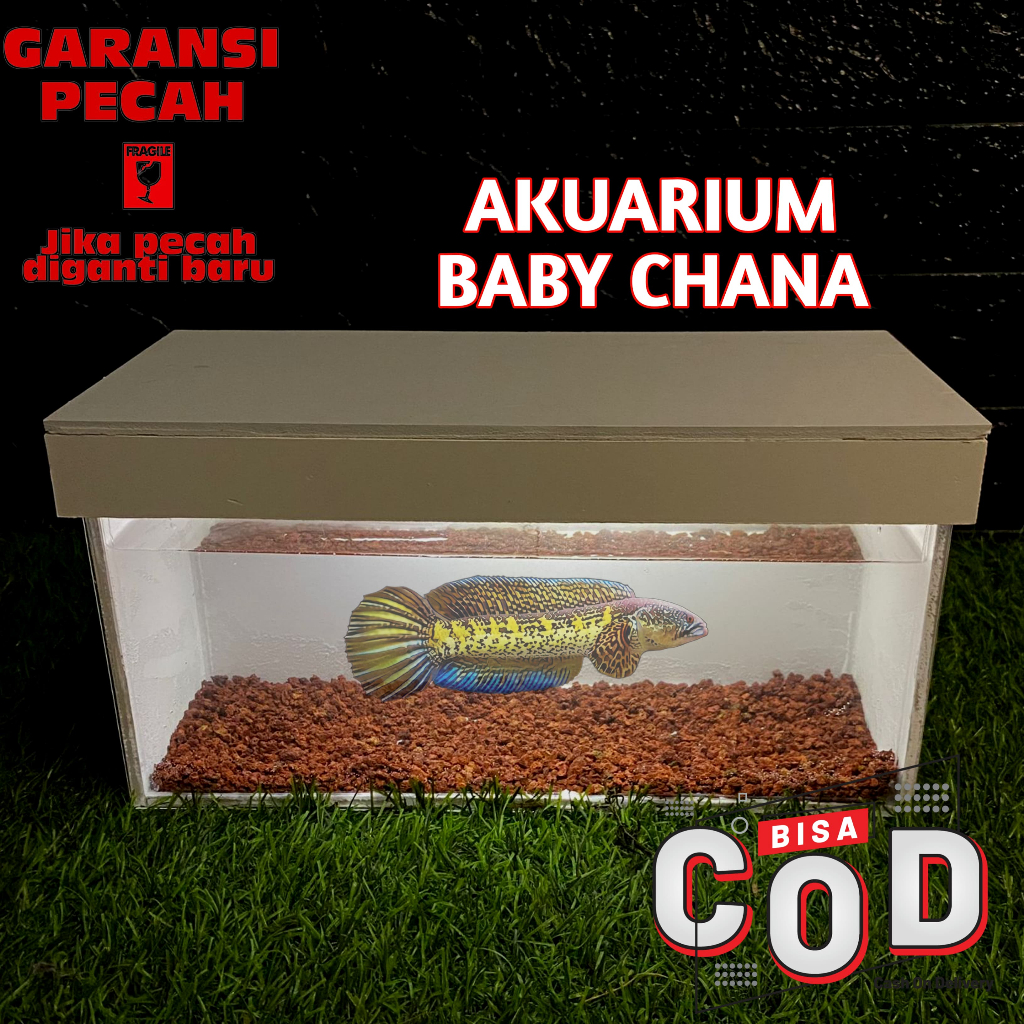 Jual AKUARIUM MINI BABY CHANA FULLSET LAMPU dan PASIR | Shopee Indonesia