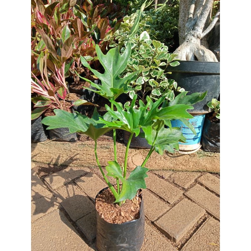 Jual tanaman hias Philow denrum/Philow jari/tanaman monstera | Shopee ...