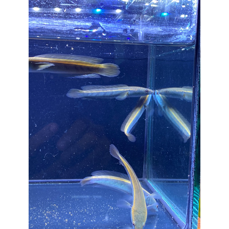 Jual Oren Riau | Shopee Indonesia