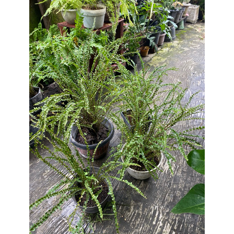 Jual Pakis Rante/Pakis air mata | Shopee Indonesia
