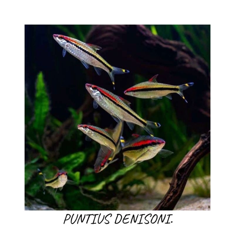 Jual Puntius Denisoni Ikan Hias Air Tawar Aquascape | Shopee Indonesia