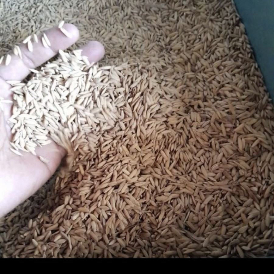 Jual GABAH PADI PUTIH 1KG | Shopee Indonesia