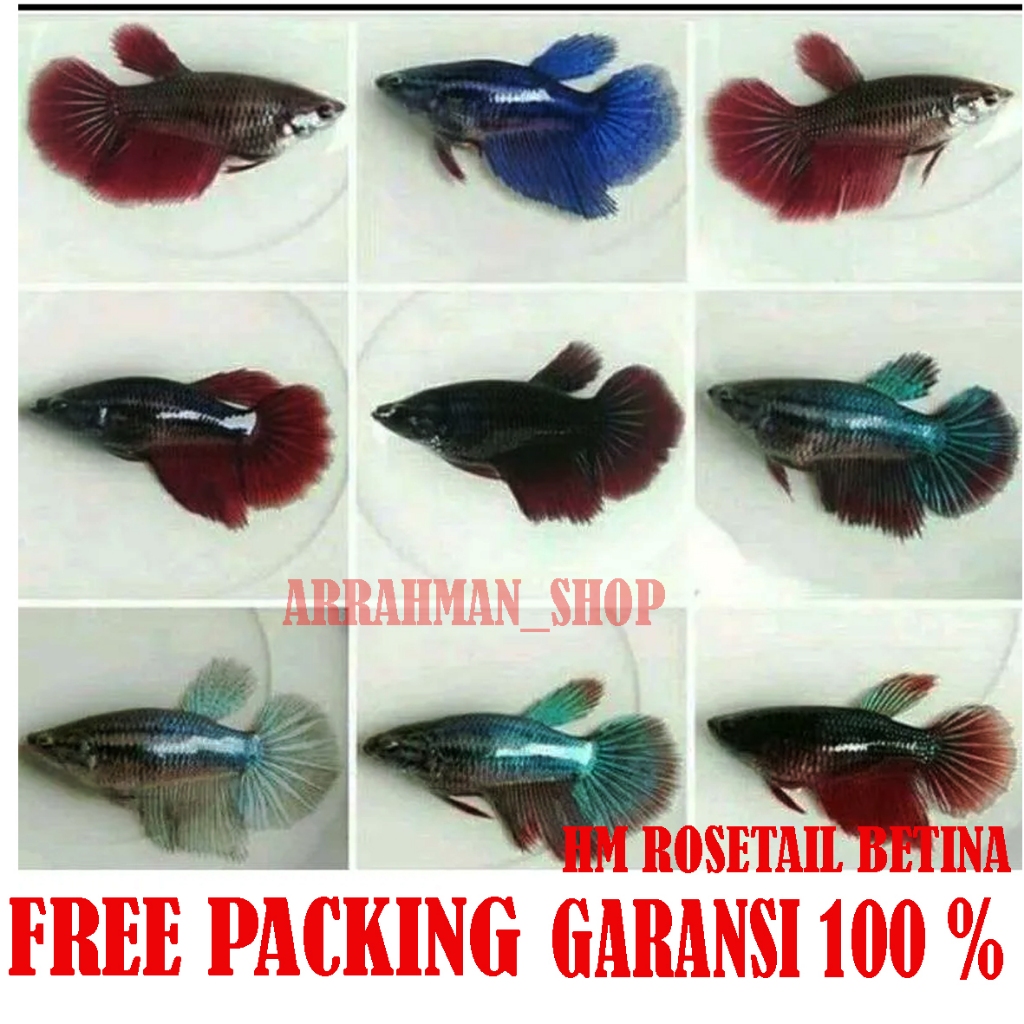 Jual ikan cupang Betina hm calon induk - ikan hias cupang Betina hm ...