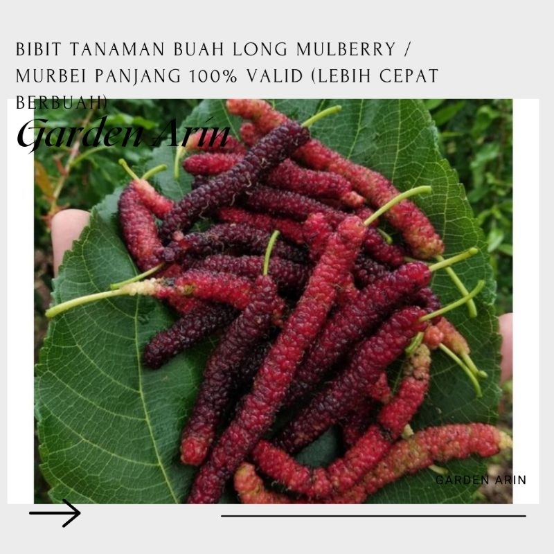 Jual Bibit Tanaman Buah Long Mulberry / Murbei Panjang 100% Valid ...