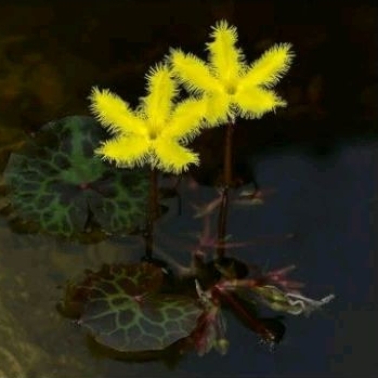 Jual teratai salju kapas bunga mini kuning nymphoides crenata tanaman ...