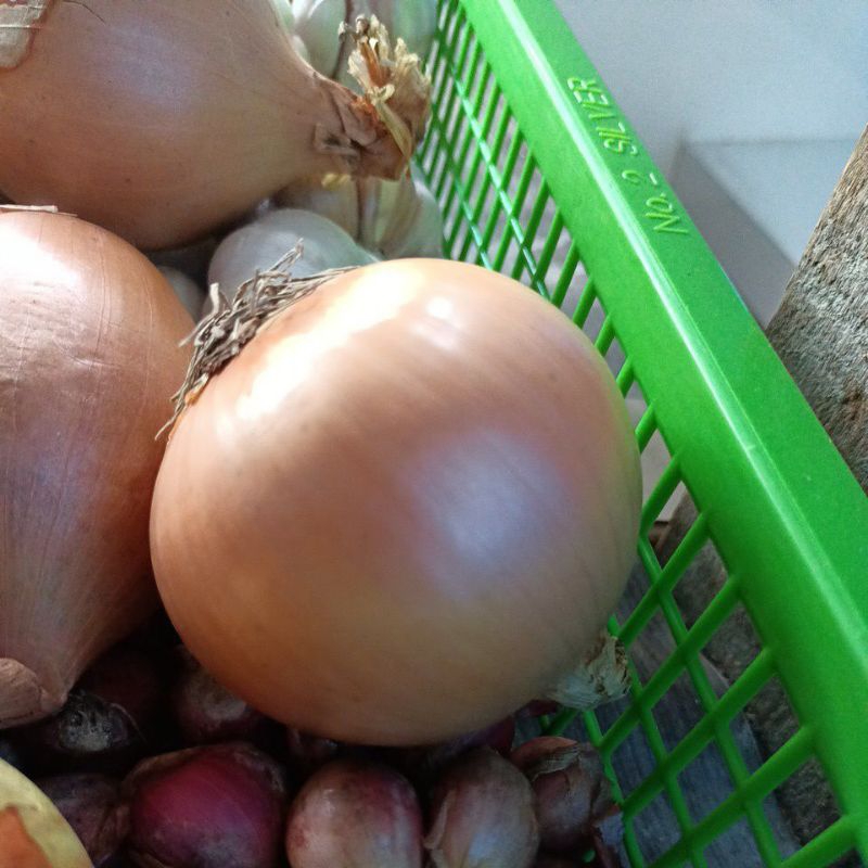 Jual Bawang Bombay besar 250gr | Shopee Indonesia