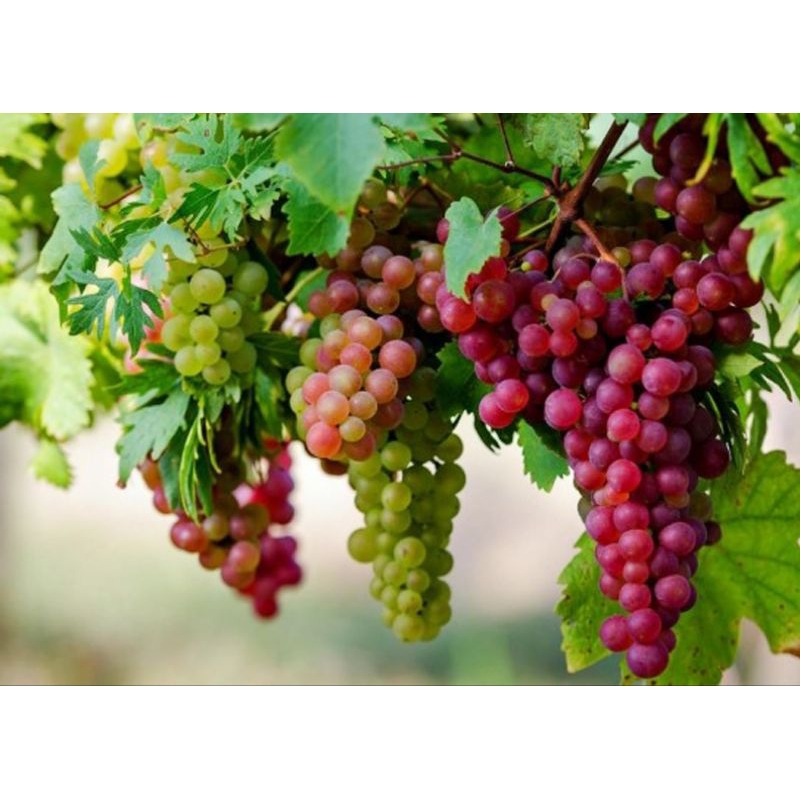 Jual Anggur cepat berbuah isi 10 bibit (Red master, isabella, caroline ...
