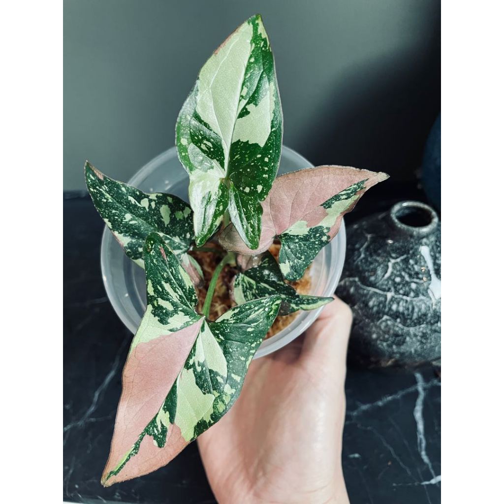 Jual Syngonium Red Spot Tri Color 3-4 Daun / Tanaman Hias Koleksi ...