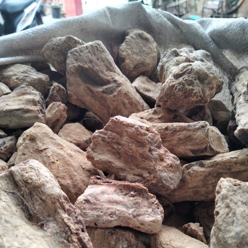 Jual buhur getah kayu damar gaharu Kalimantan kemasan 500gram | Shopee ...