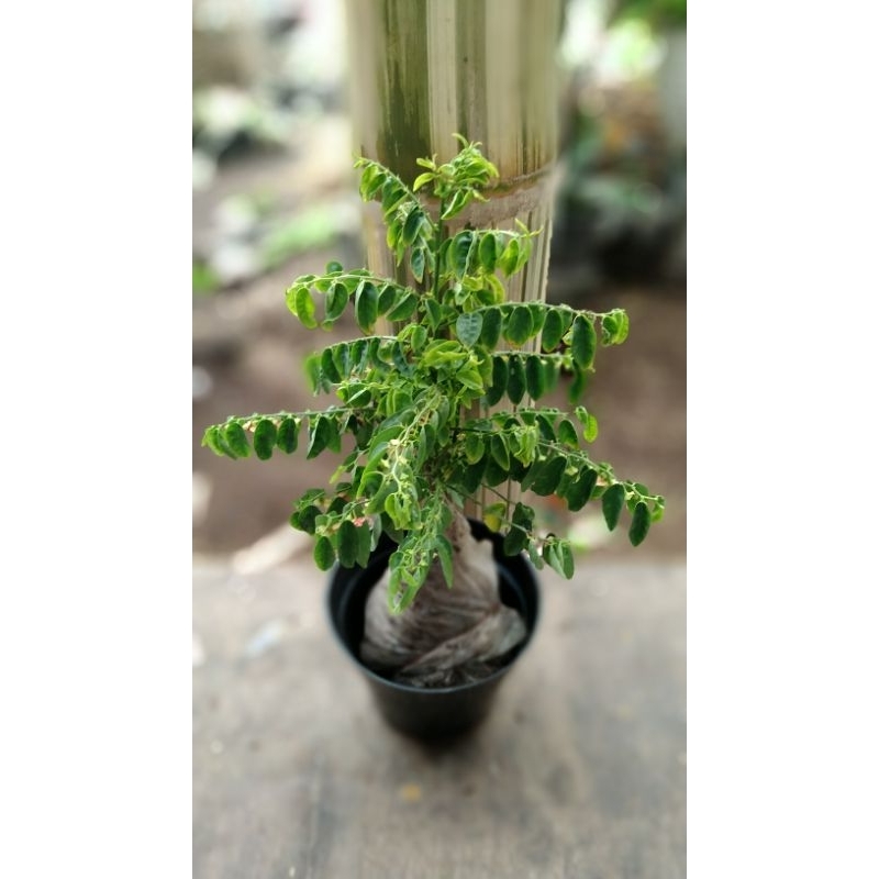 Jual BIBIT DAUN KATUK / POHON KATUK BANYAK MANFAAT (memperlancar ASI ...