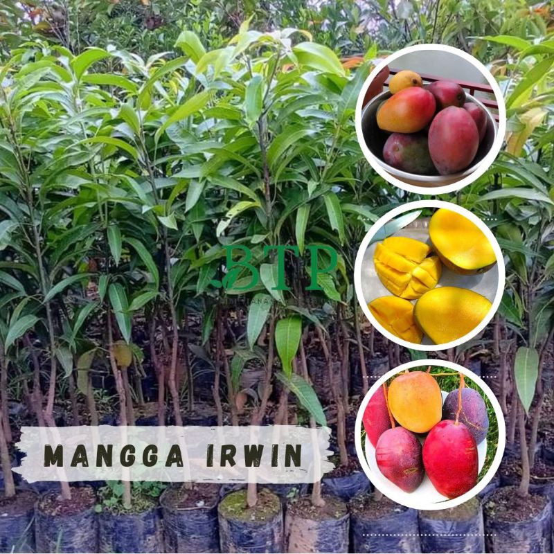 Jual BIBIT MANGGA IRWIN (BIBIT TANAMAN PREMIUM) | Shopee Indonesia