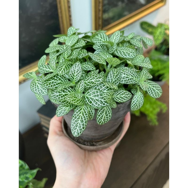 Jual Fittonia mini white vein / fitonia putih kecil / pittonia mutiara ...