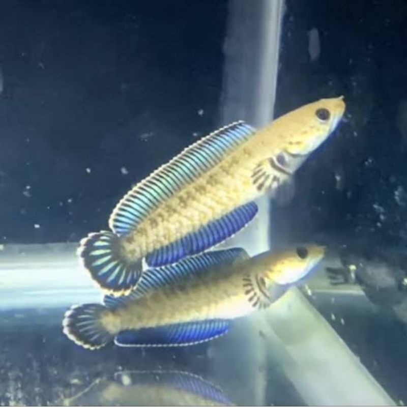Jual HIASAN AQUARIUM(chana blue andrao grade A++ single tank) | Shopee ...