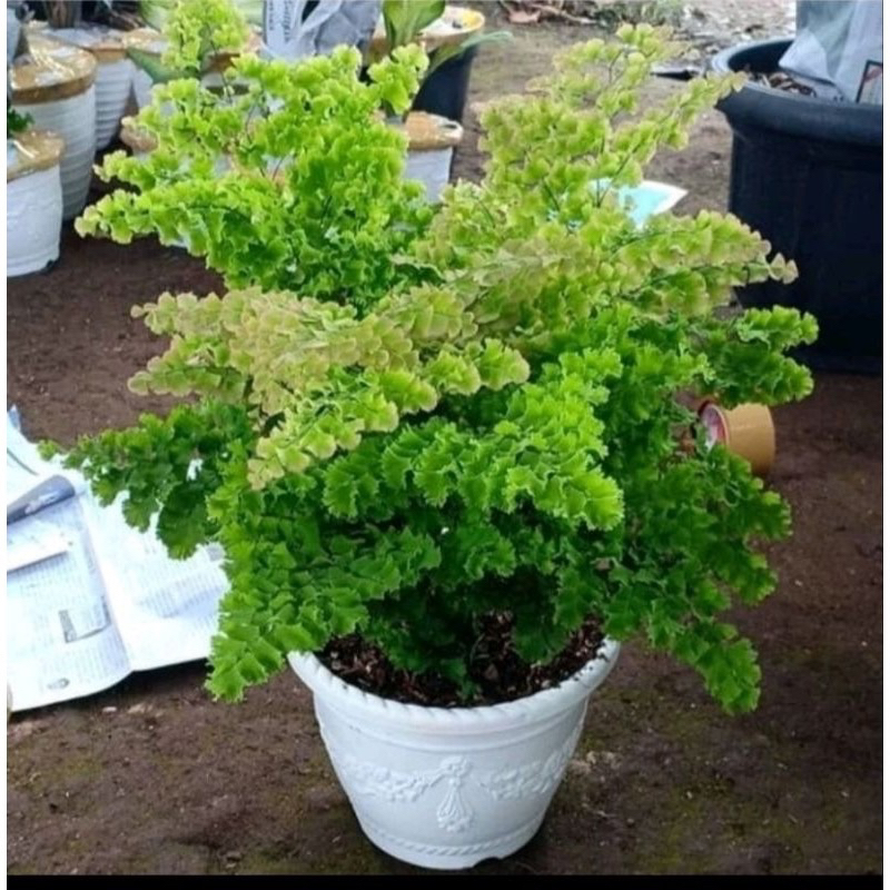 Jual Tanaman Hias Supril Kribo paket lengkap suplir jumbo + pot + media ...