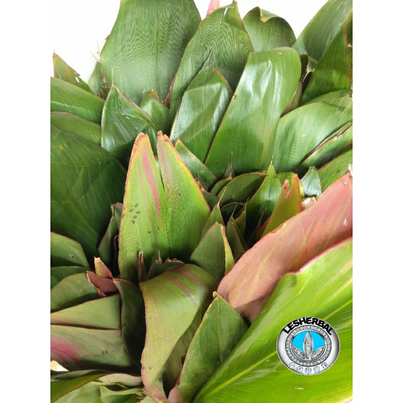 Jual daun hanjuang hijau segar 600gram | Shopee Indonesia