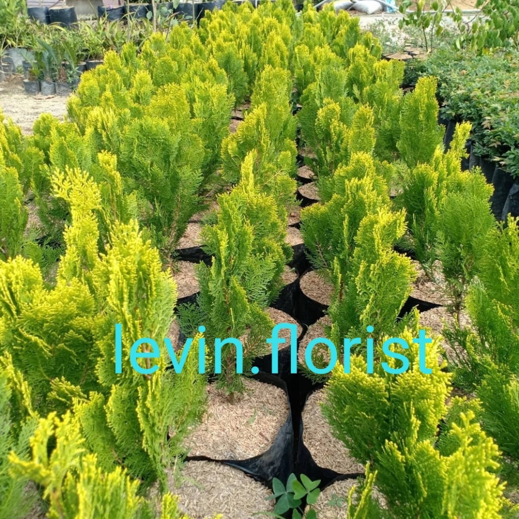 Jual Cemara kipas / bibit tanaman hias pohon penghijauan | Shopee Indonesia